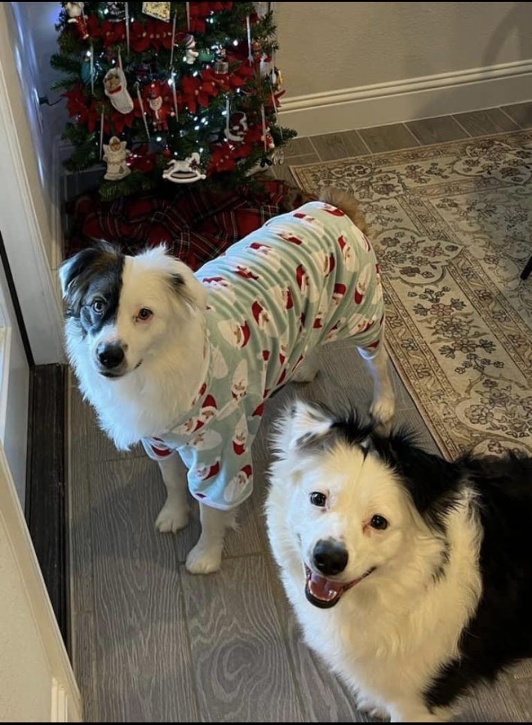 Pup Updates – S and F Australian Shepherds