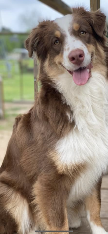 Pup Updates – S and F Australian Shepherds