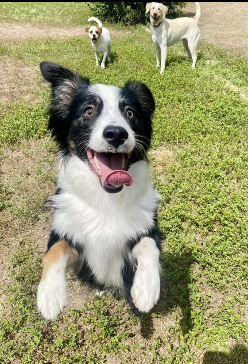 Pup Updates – S and F Australian Shepherds