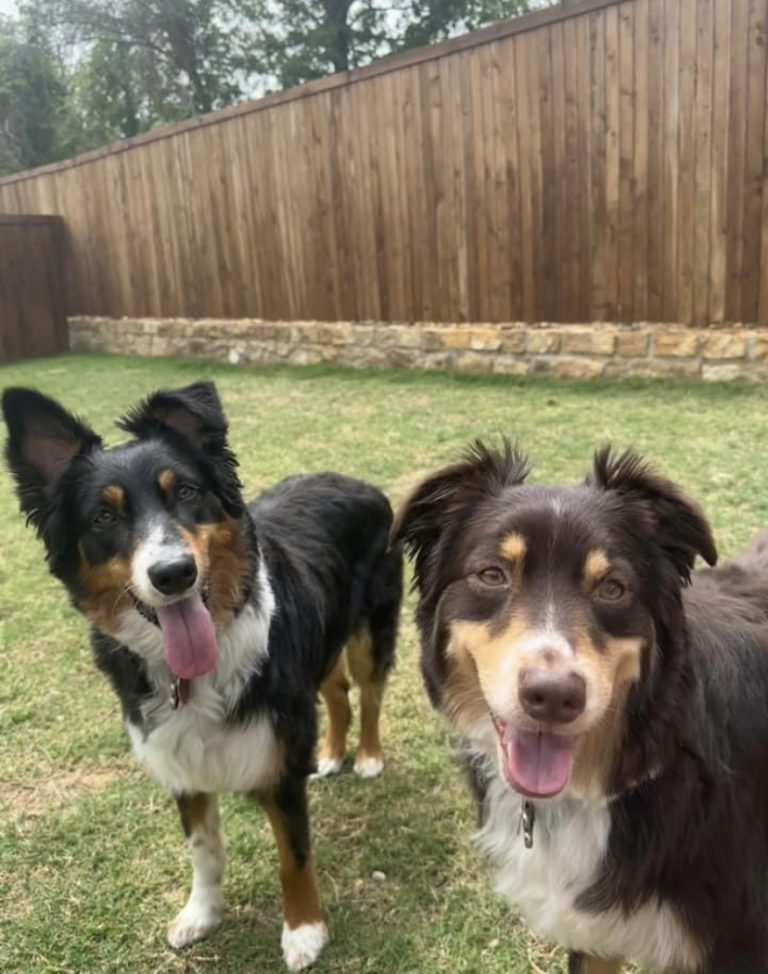 Pup Updates – S and F Australian Shepherds