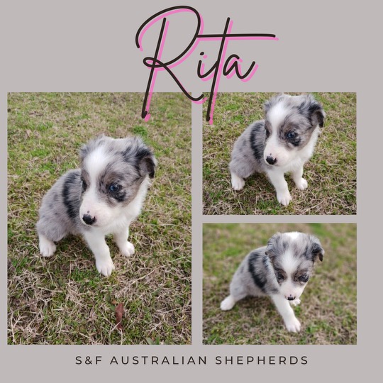 Available Puppies For Sale – S and F Australian Shepherds